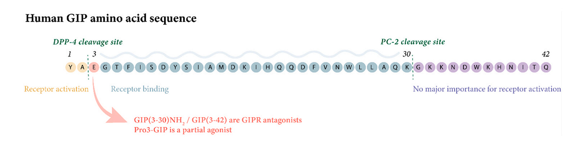 GIP agonits and antagonists