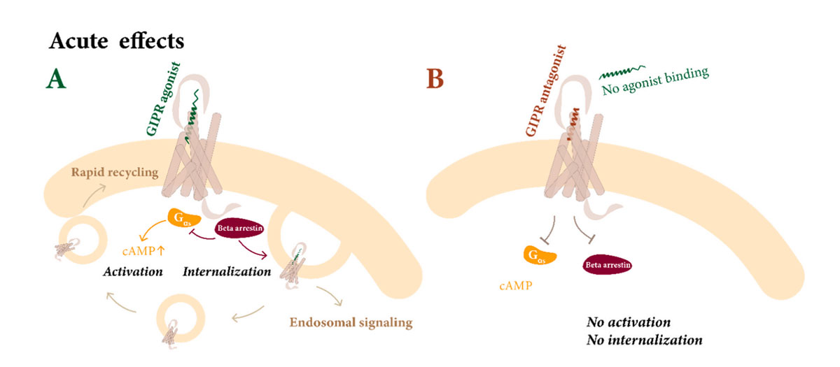 GIP agonits and antagonists