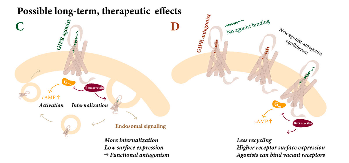 GIP agonits and antagonists
