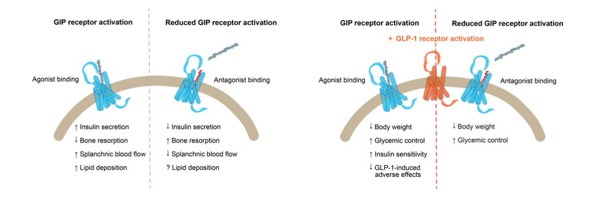 GIP agonits and antagonists