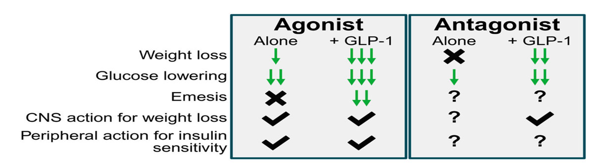 GIP agonits and antagonists